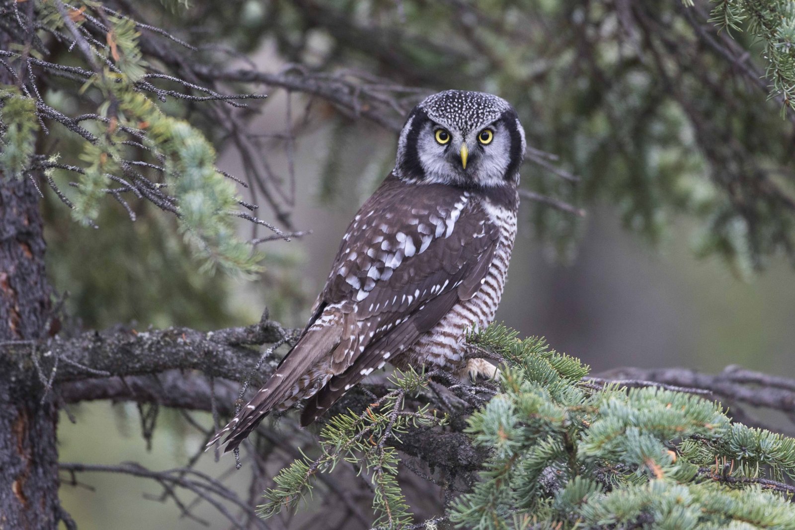 Hawk Owl – Alaska Wildlife Images