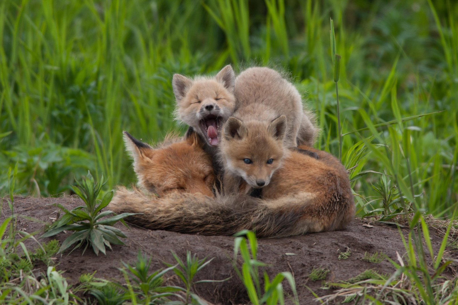 Fox Nap – Alaska Wildlife Images