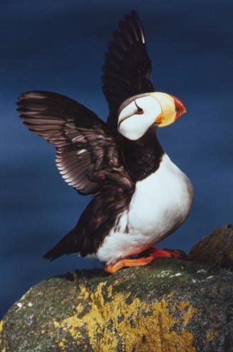 Puffin Power – Alaska Wildlife Images