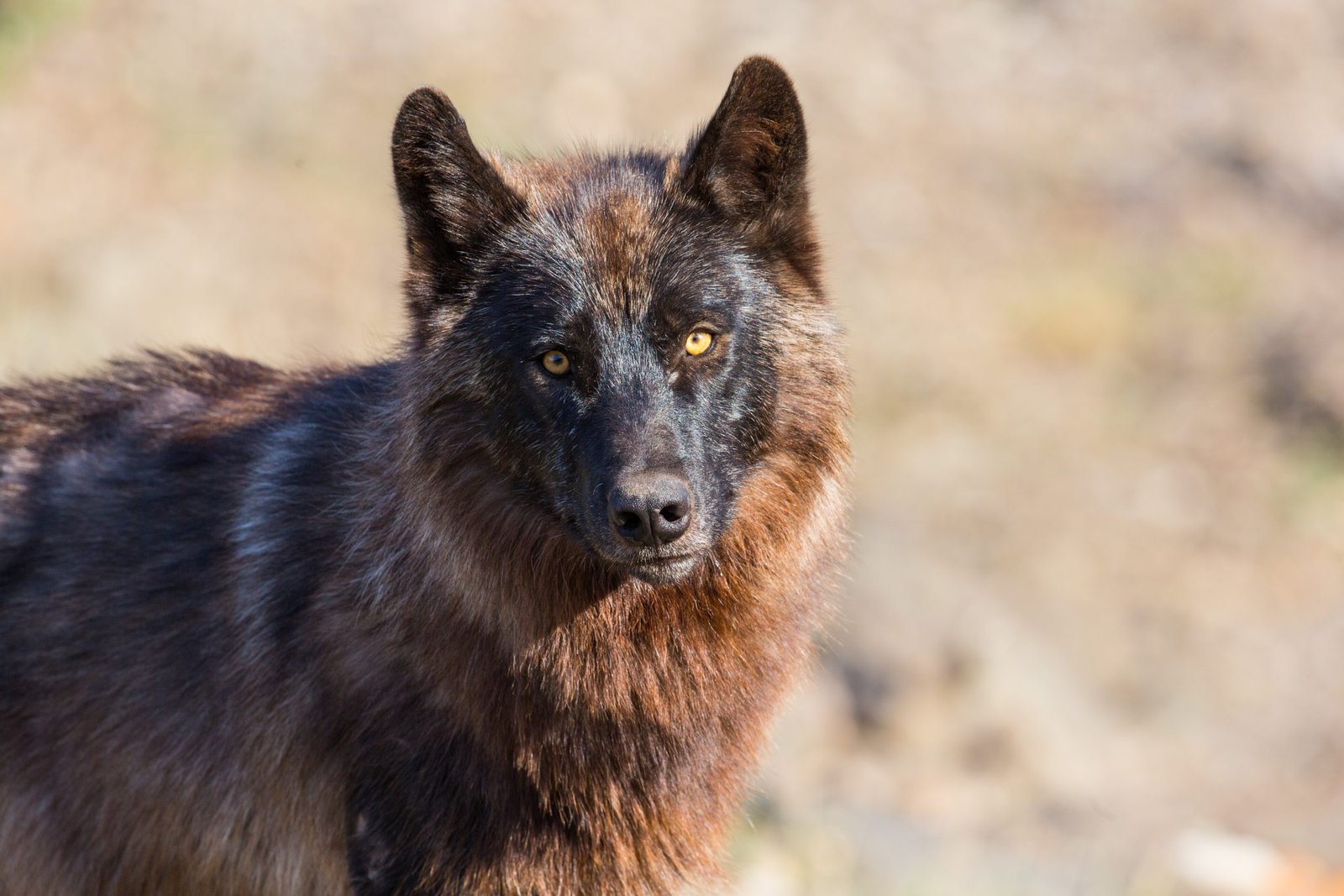 Chocolate Brown Wolf